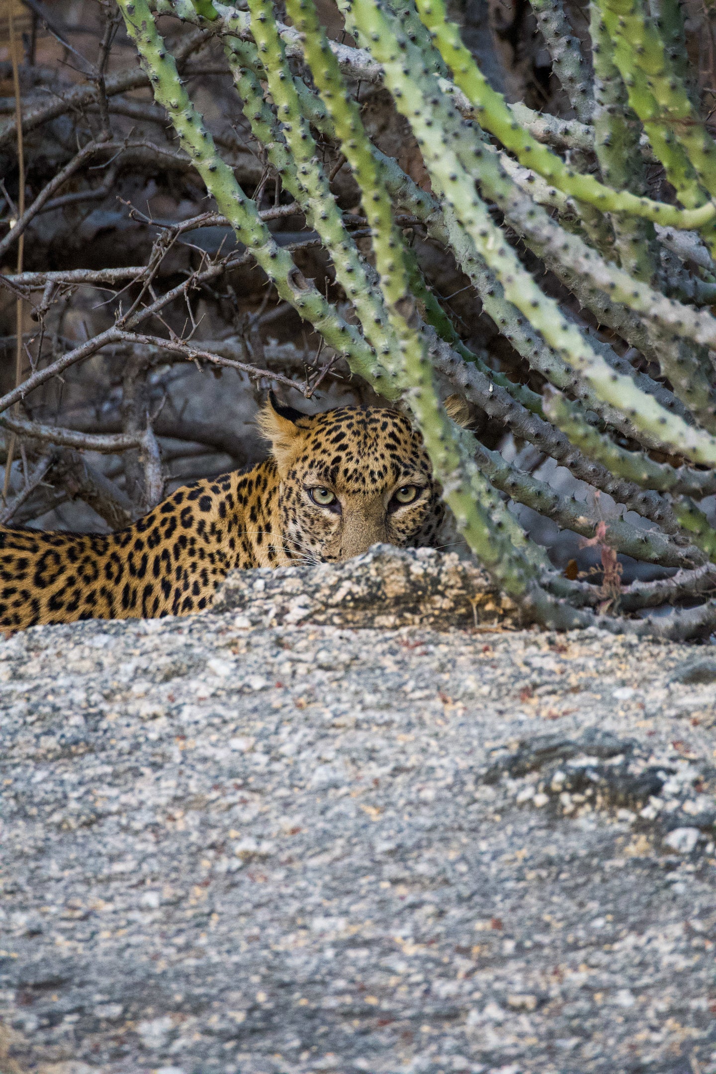 Raihan R Vadra – Method