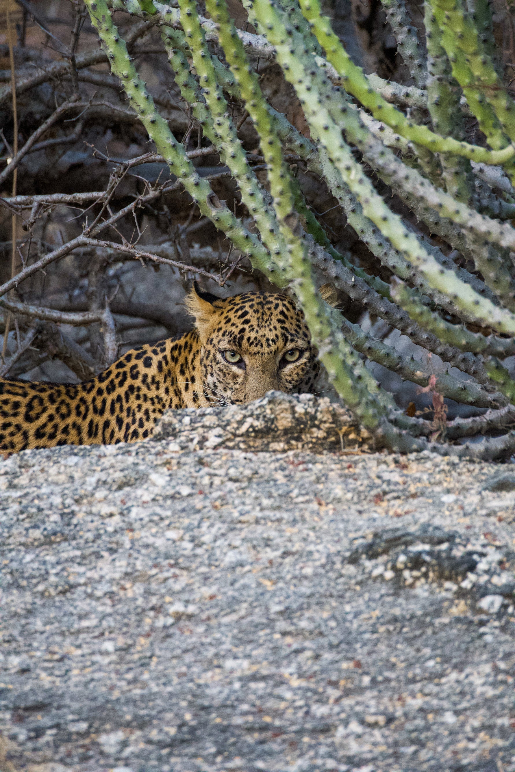 Raihan R Vadra – Method